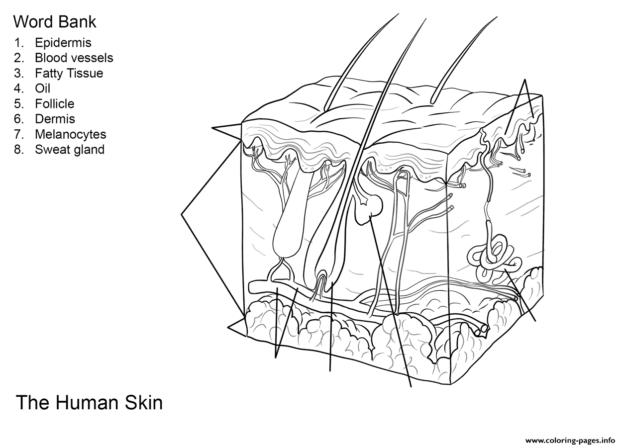 Human Skin Anatomy Worksheet Coloring Page Printable