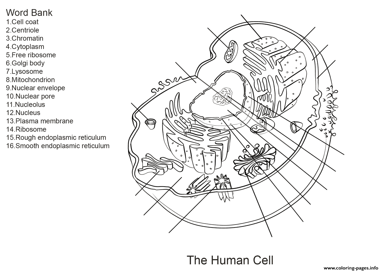 Parts Of A Cell Worksheet Worksheet Vrogue co
