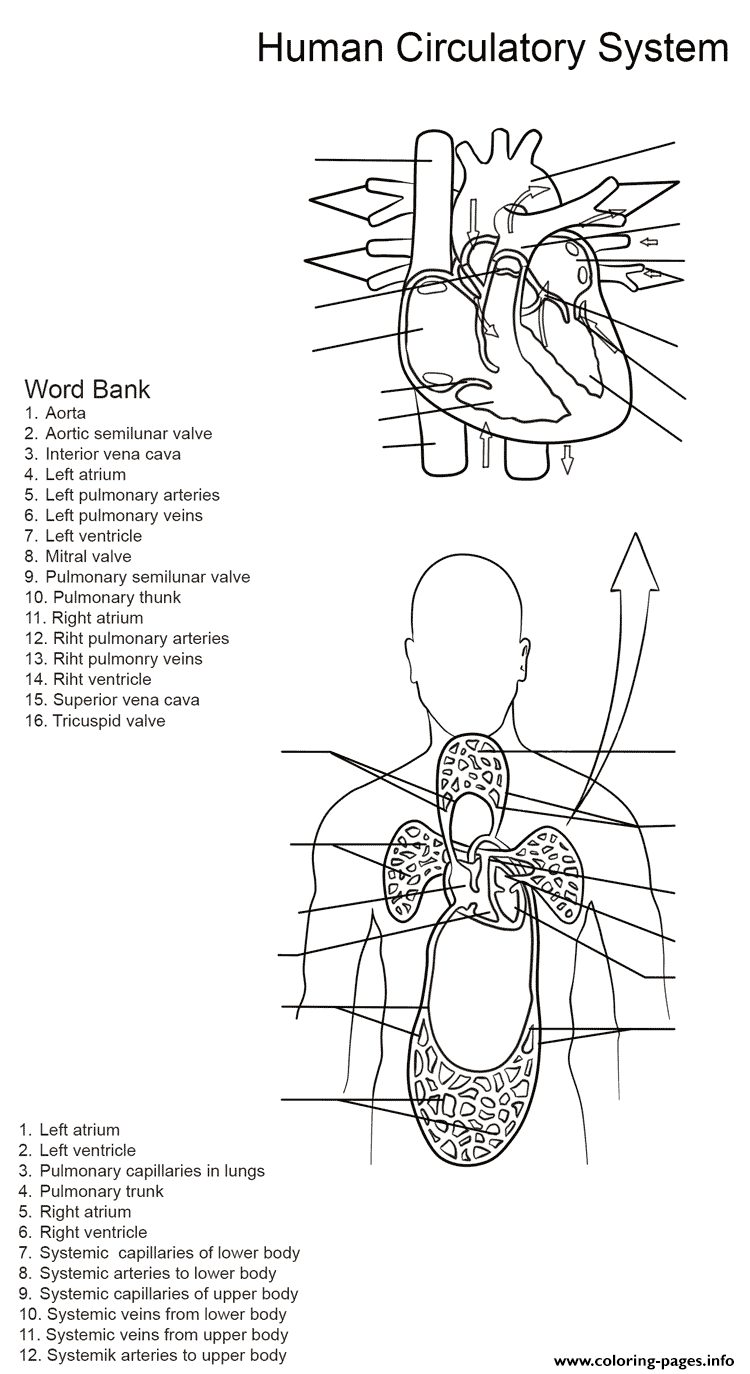 Human Circulatory System Worksheet By Yulia Znayduk Coloring Page Printable